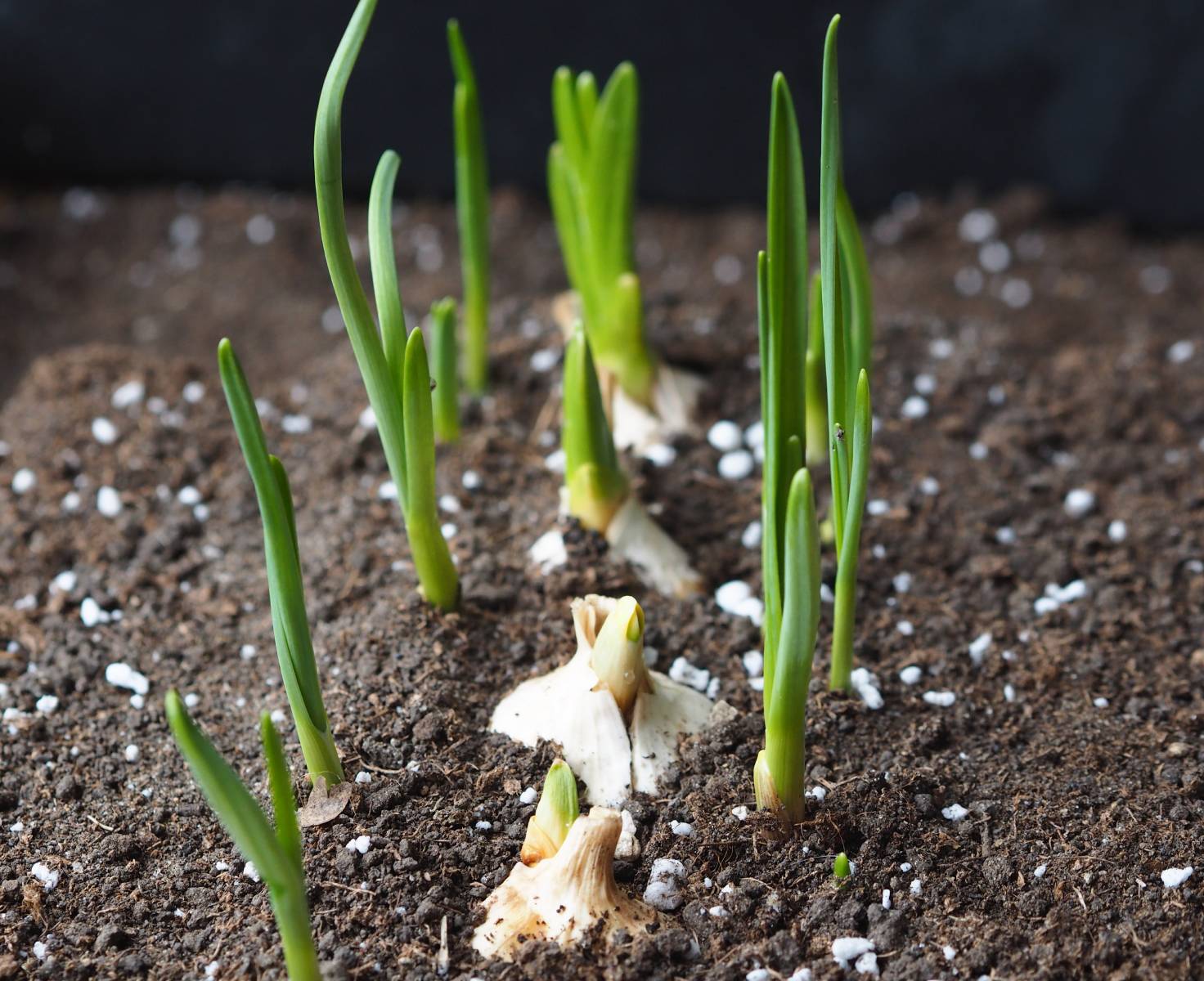 Garlic Seed Sources – Mother Earth News